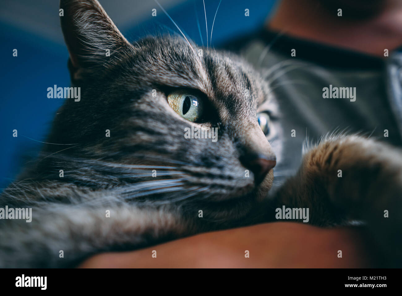 Chat gris Banque de photographies et d’images à haute résolution - Alamy
