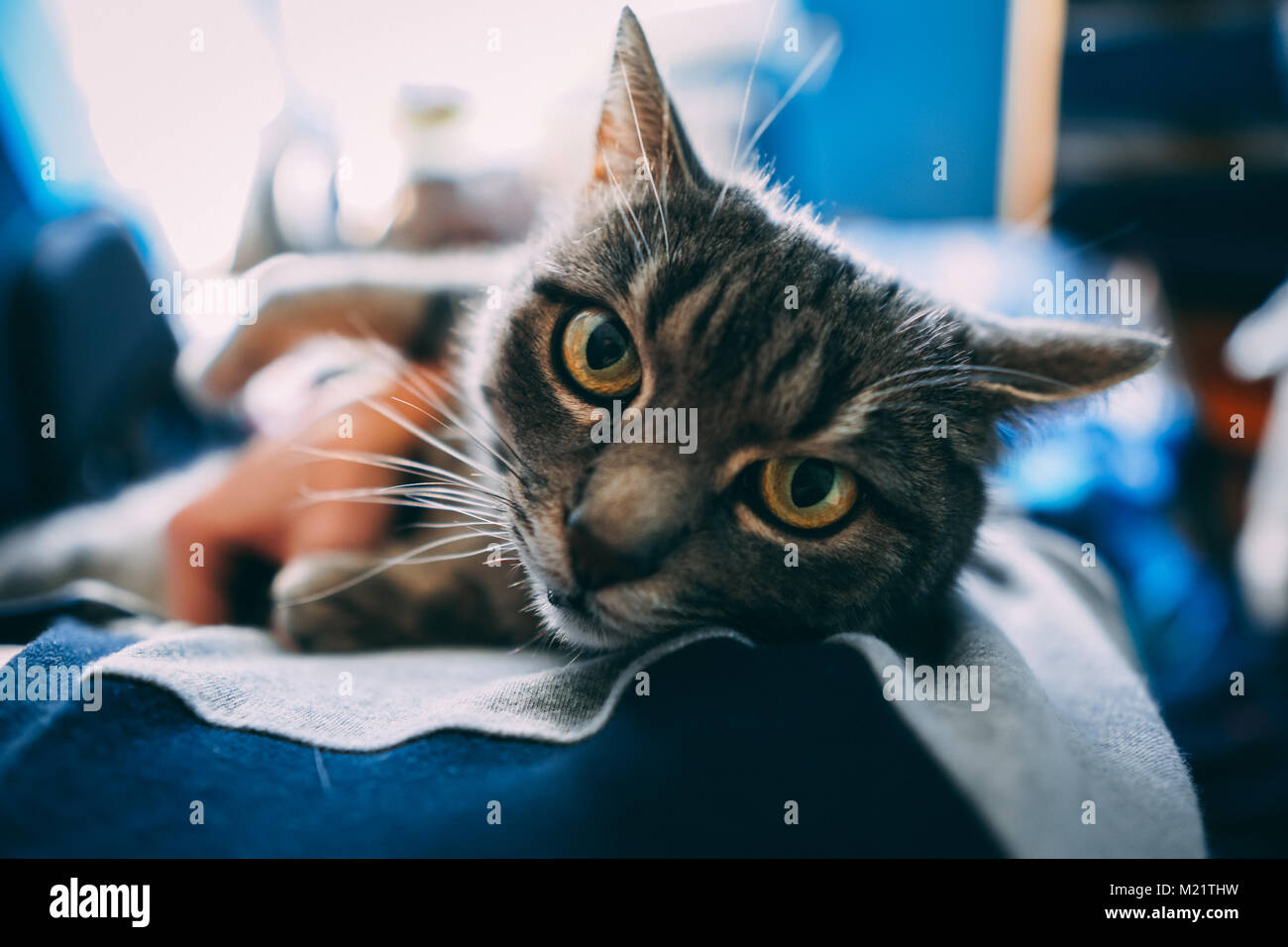 Chat gris Banque de photographies et d’images à haute résolution - Alamy