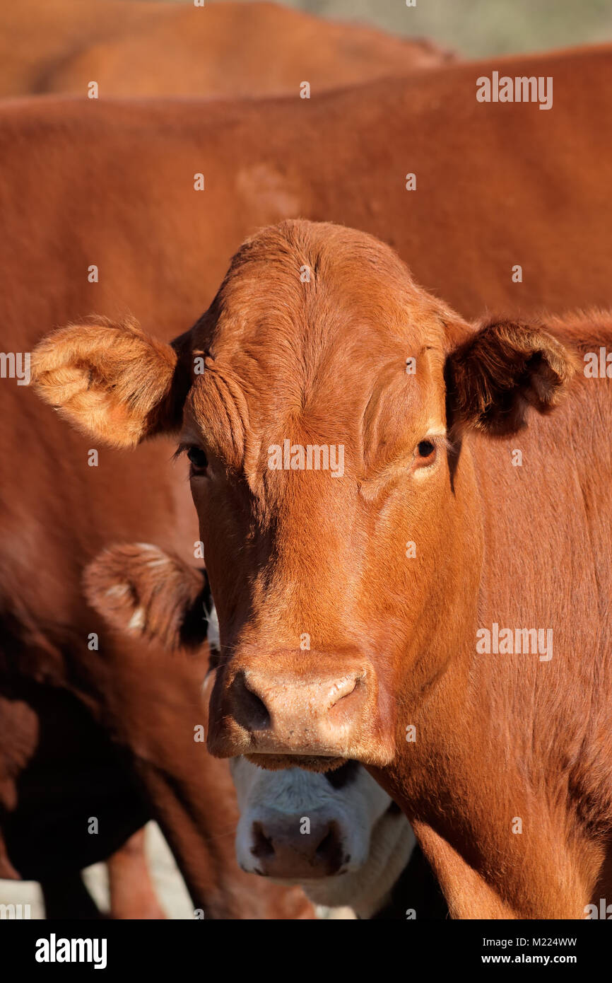 Portrait de vache Banque de photographies et d’images à haute ...