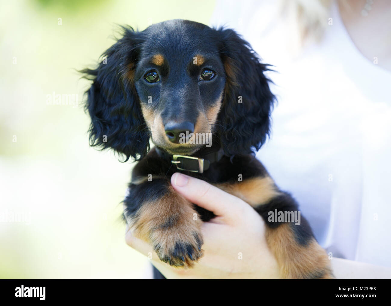 Chien saucisson aux cheveux Banque de photographies et d’images à haute ...