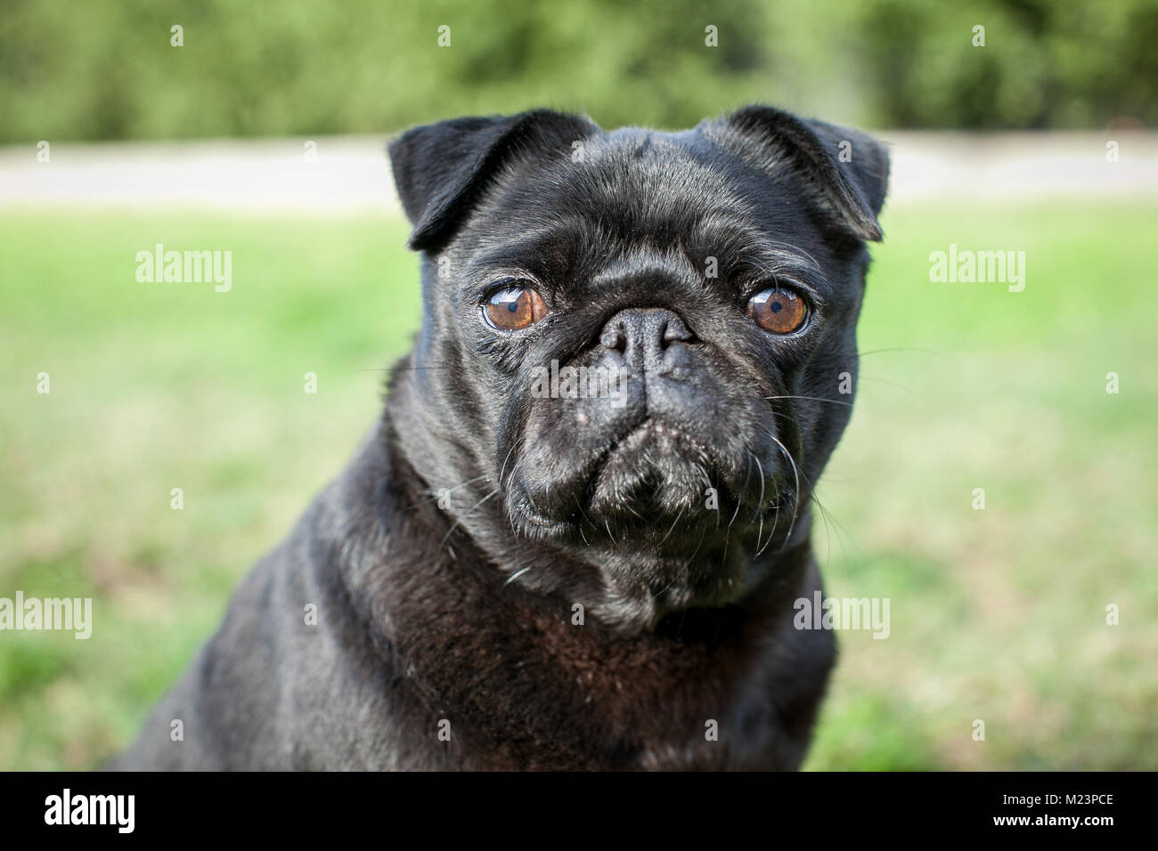 Carlin Noir Banque d'image et photos - Alamy