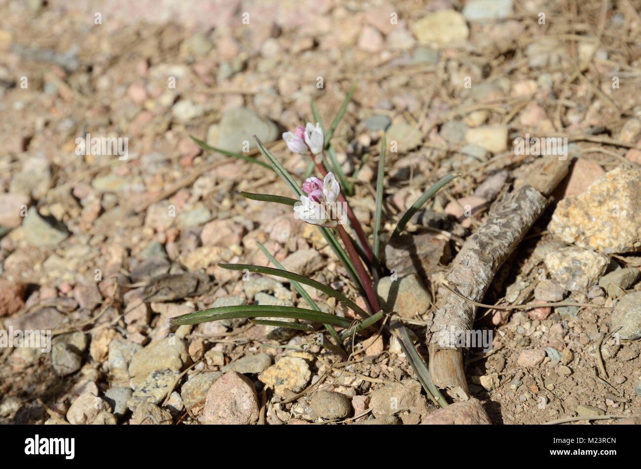 Fleur de roche sauvage Banque de photographies et d’images à haute ...