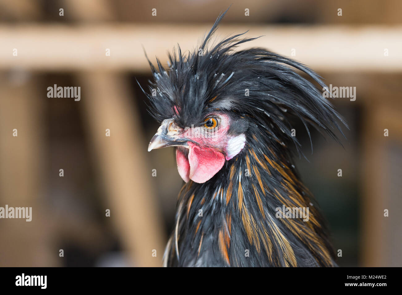 Poulet polonais Banque de photographies et d’images à haute résolution ...