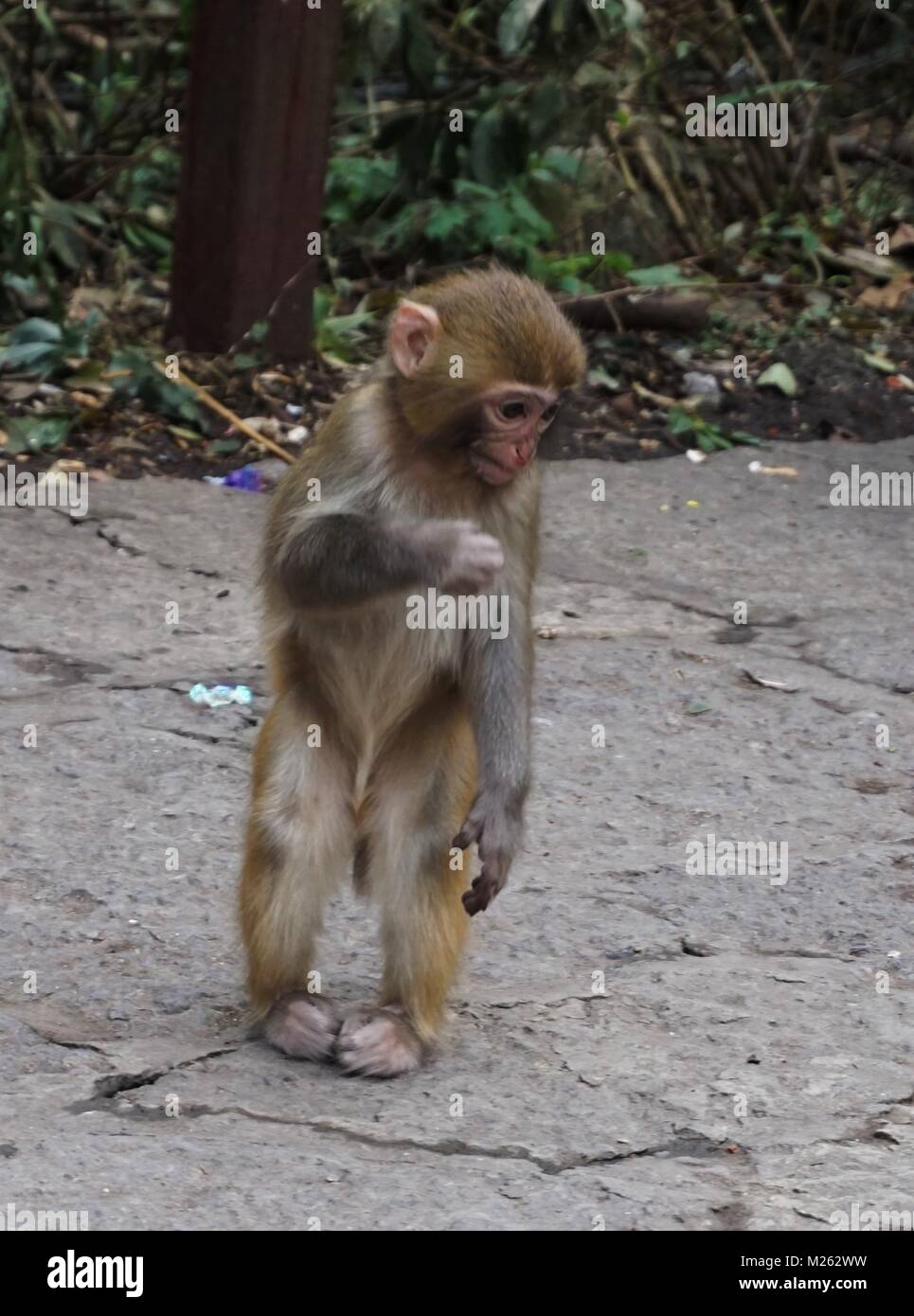 Singe debout Banque de photographies et d’images à haute résolution - Alamy