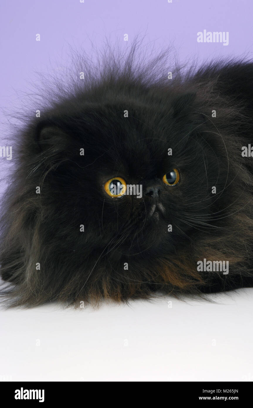 Persan noir Banque de photographies et d’images à haute résolution - Alamy