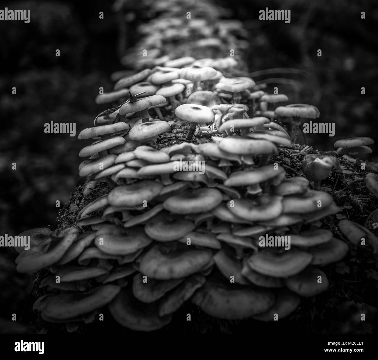 Champignons du sol forestier Banque d'images noir et blanc - Alamy