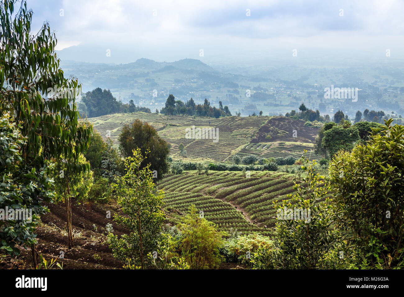Paysage vert champs agricoles dans le parc national des volcans Virunga ...