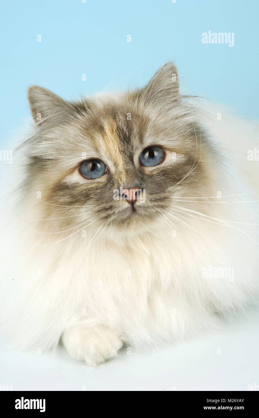 Tortie bleue tabby Banque de photographies et d’images à haute ...