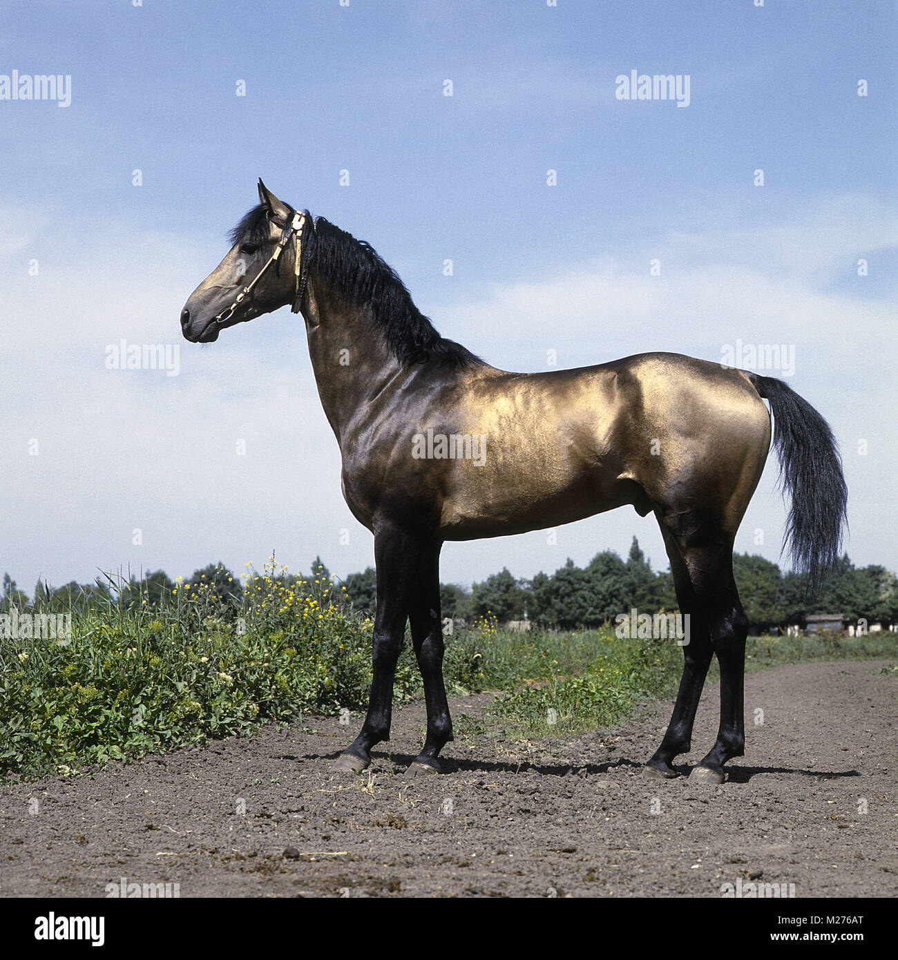 Akhal teke Banque de photographies et d’images à haute résolution - Alamy