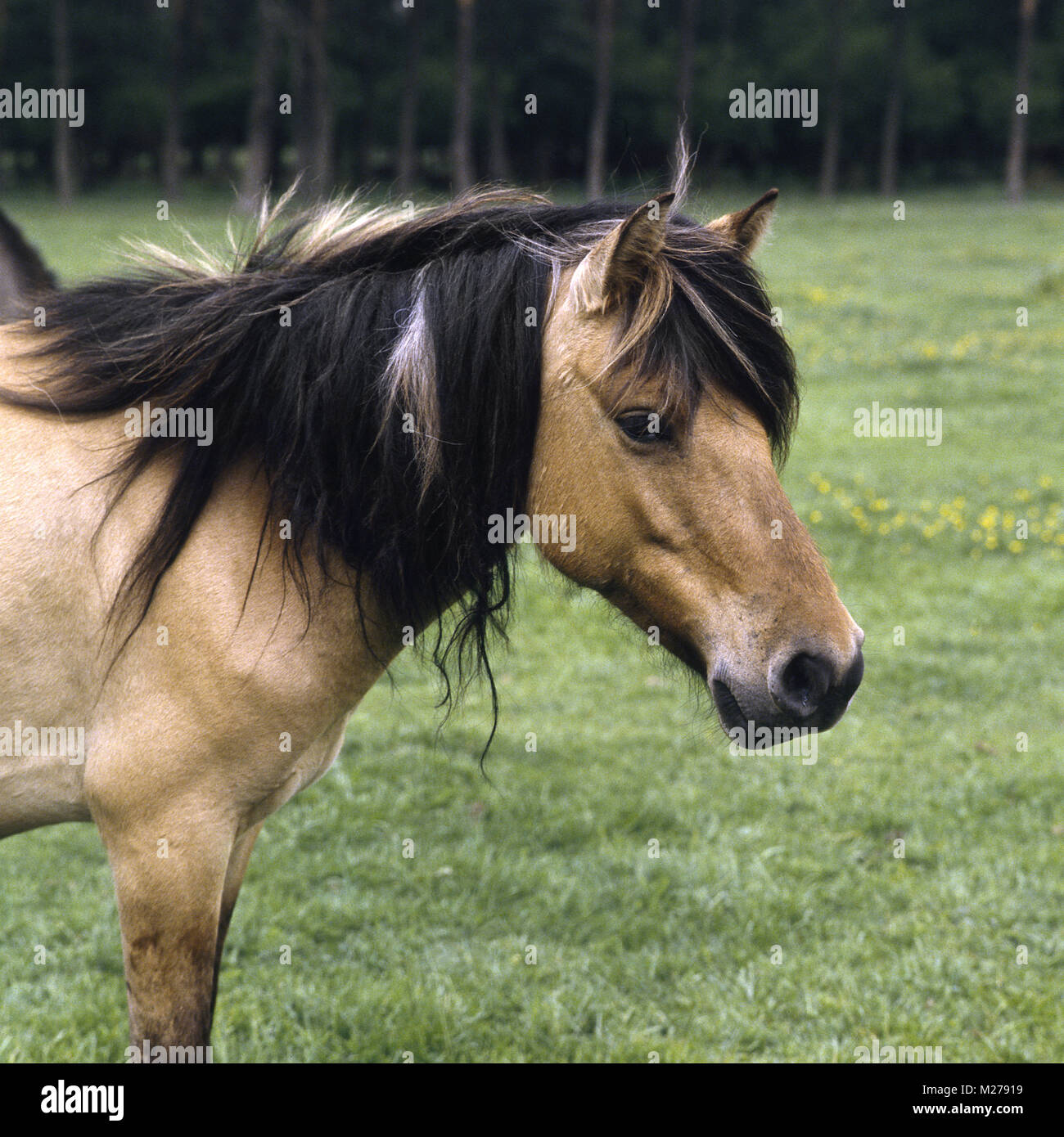 Dulmen pony Banque de photographies et d’images à haute résolution - Alamy