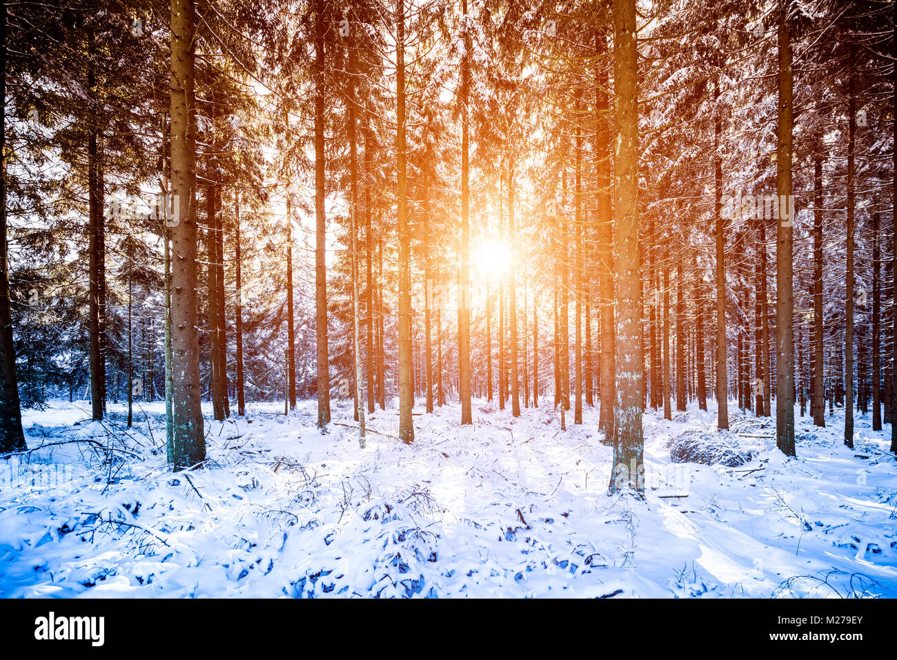 Haute fagnes hiver Banque de photographies et d’images à haute ...