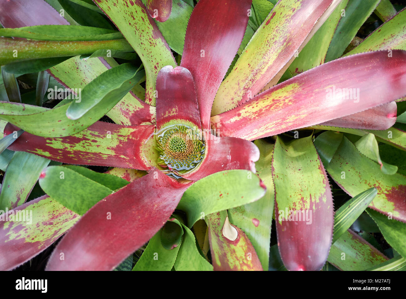 Neoregelia bromeliads Banque de photographies et d’images à haute ...