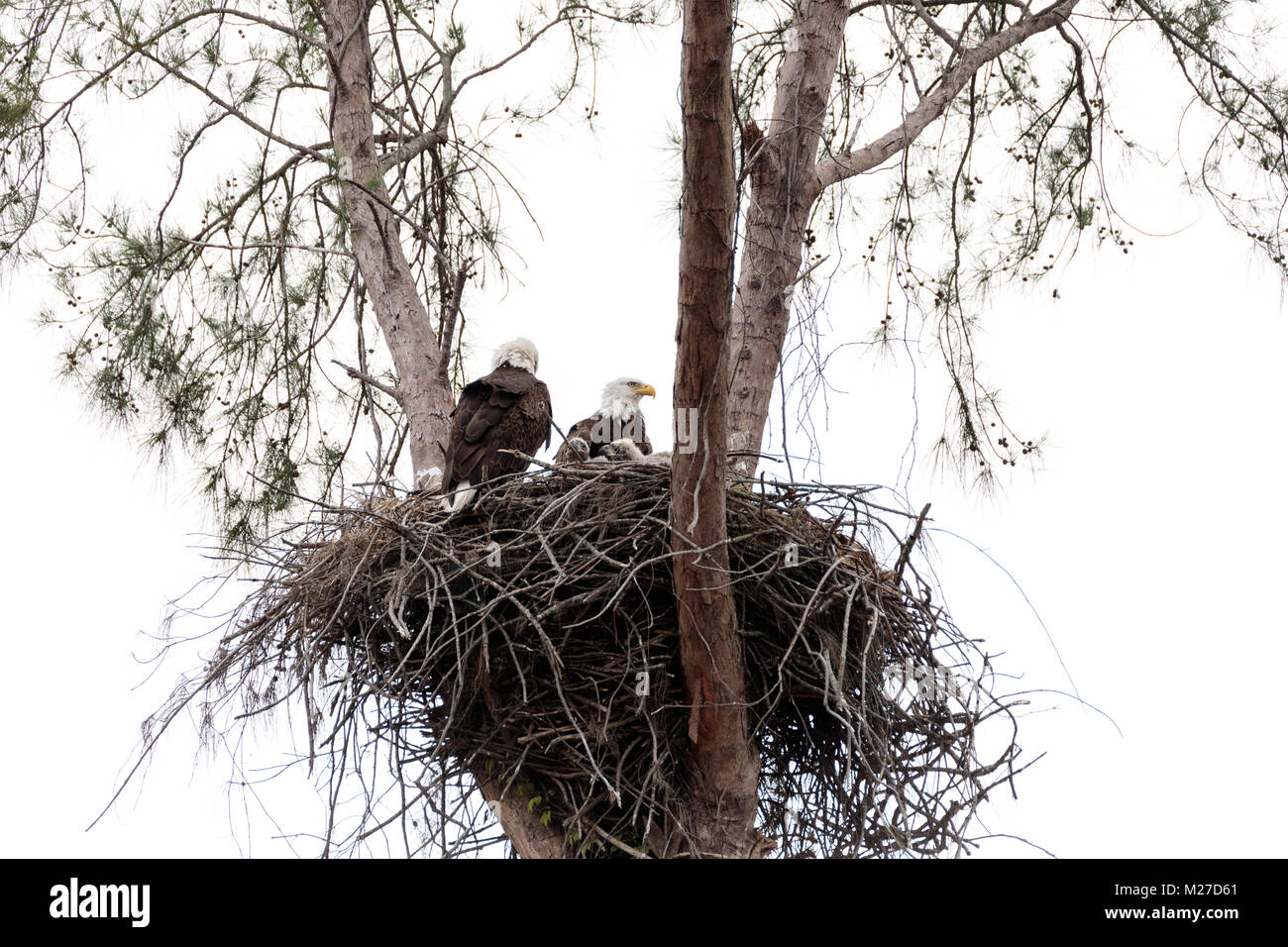 Famille de deux pygargue à tête blanche Haliaeetus leucocephalus ...