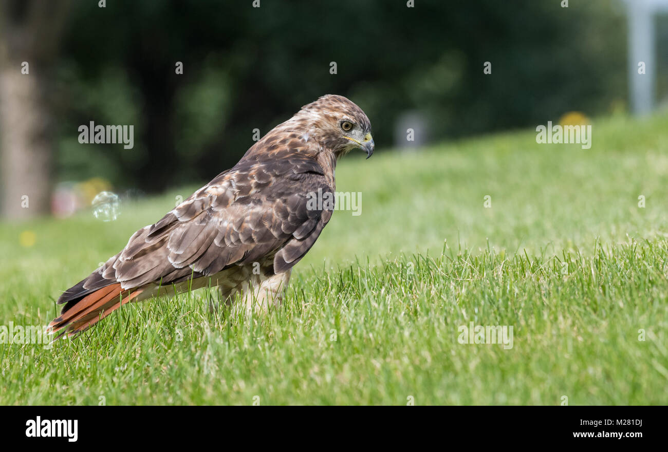 Plumes De Buse Banque d'image et photos - Alamy