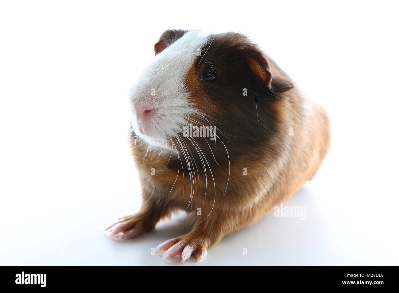 Cochon sur studio fond blanc. Pet blanc isolé photo. Les cobayes ...