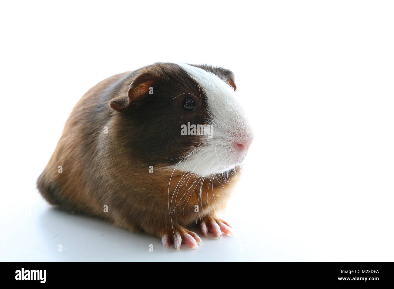 Cochon sur studio fond blanc. Pet blanc isolé photo. Les cobayes ...