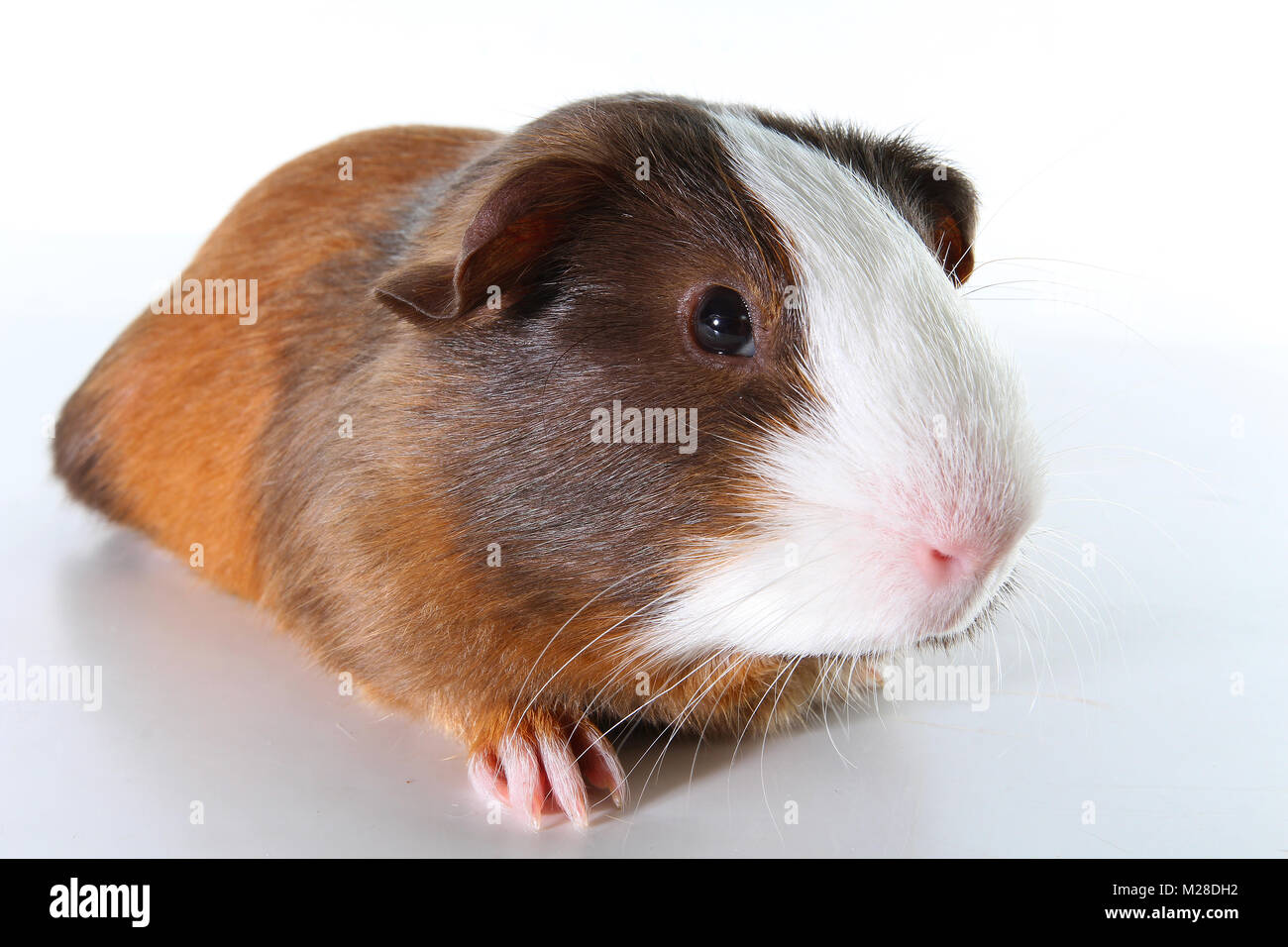 Cochon sur studio fond blanc. Pet blanc isolé photo. Les cobayes ...