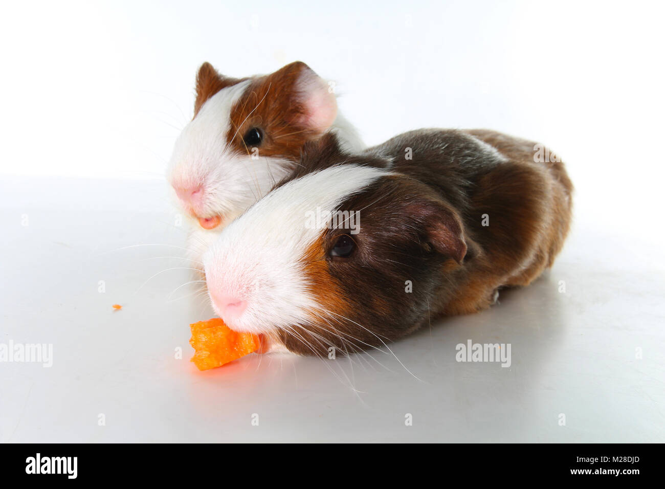 Cochon sur studio fond blanc. Pet blanc isolé photo. Les cobayes ...