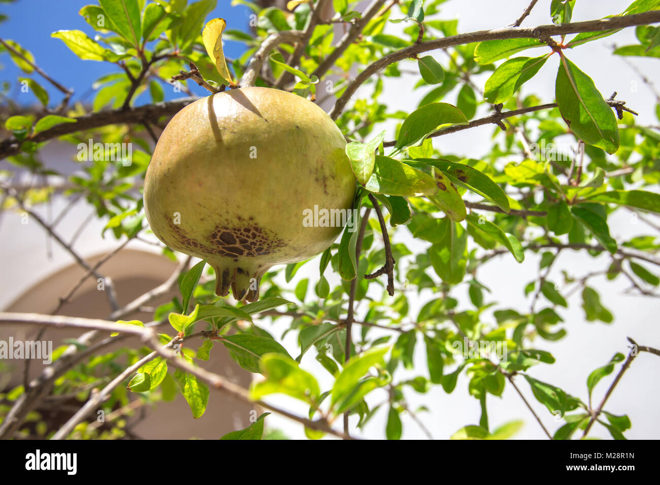 Symbole de la grenade Banque de photographies et d’images à haute ...