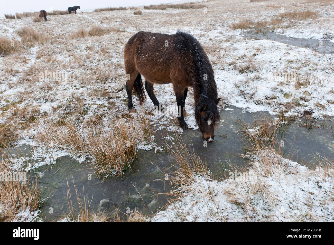 Poneys dans la piscine Banque de photographies et d’images à haute ...