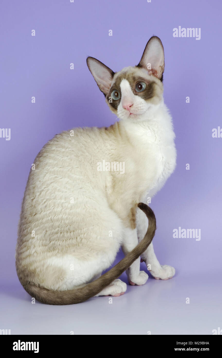 Si rex Banque de photographies et d’images à haute résolution - Alamy