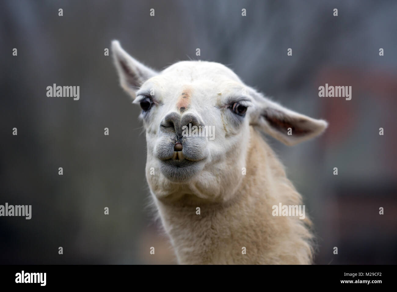 Lama sauvage Banque de photographies et d’images à haute résolution - Alamy