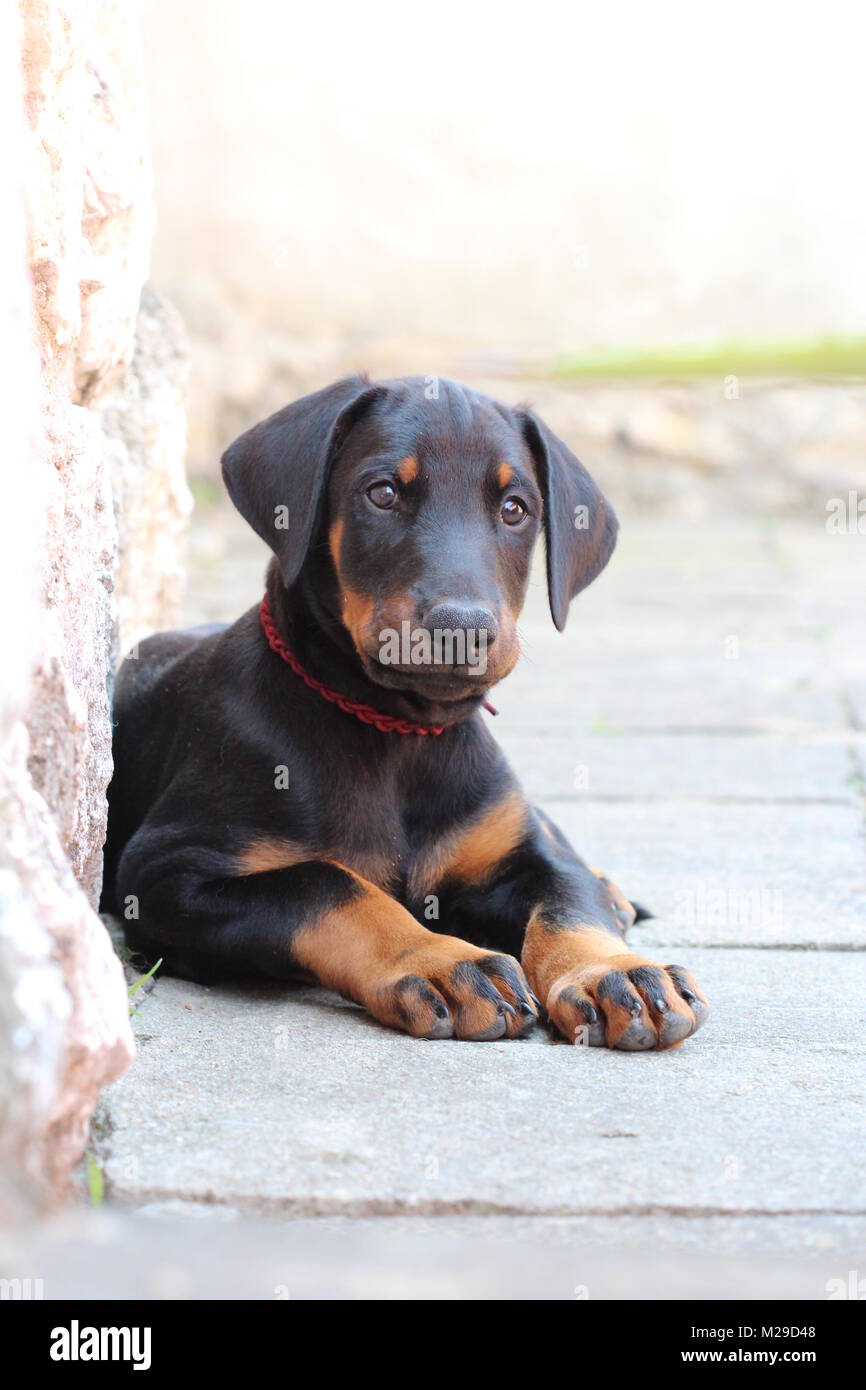 Chiot dobermann Banque de photographies et d’images à haute résolution ...