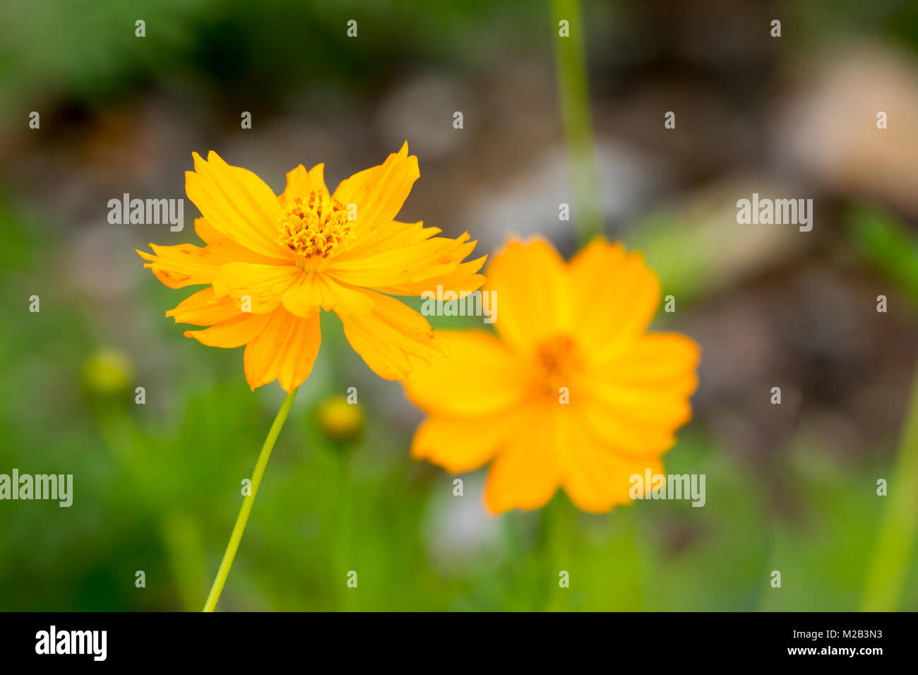 Champ de fleurs cosmos Banque de photographies et d’images à haute ...