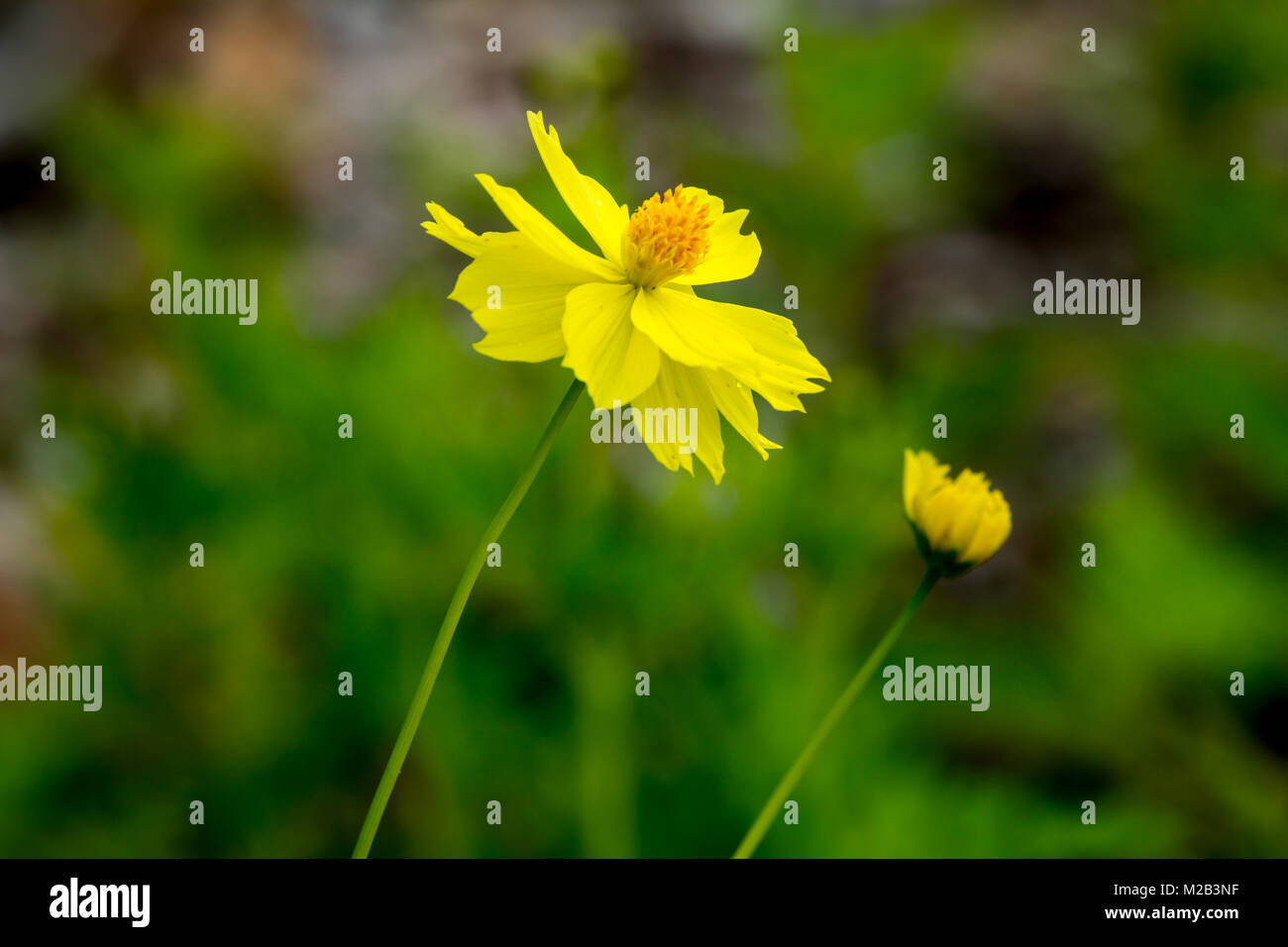 Champ de fleurs cosmos Banque de photographies et d’images à haute ...