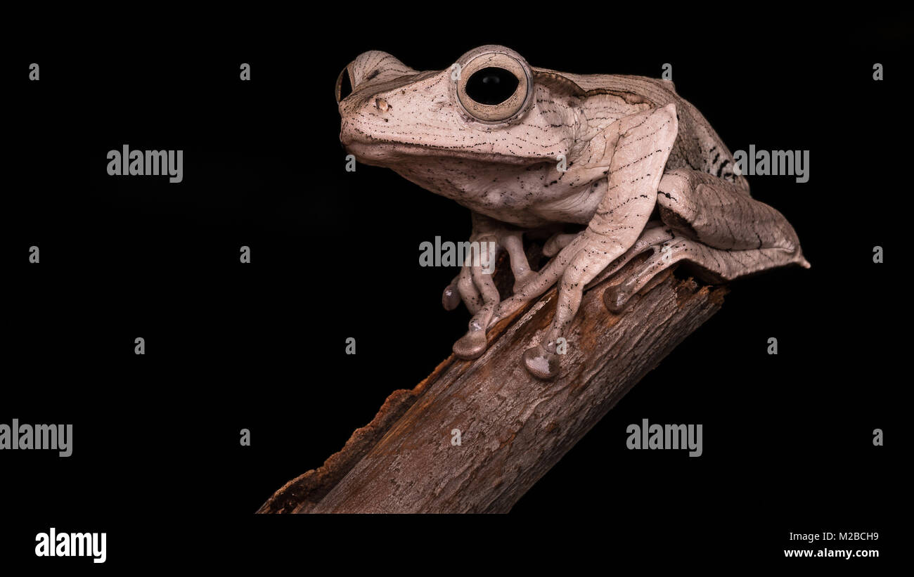Grenouille arboricole polypedates otilophus Banque de photographies et ...