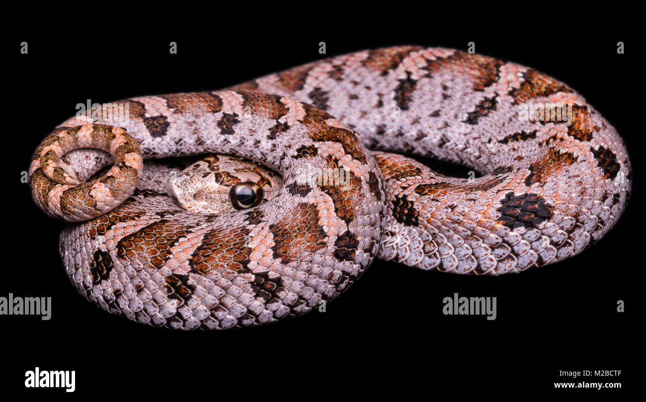 La couleuvre à nez plat (Heterodon platirhinos Photo Stock - Alamy