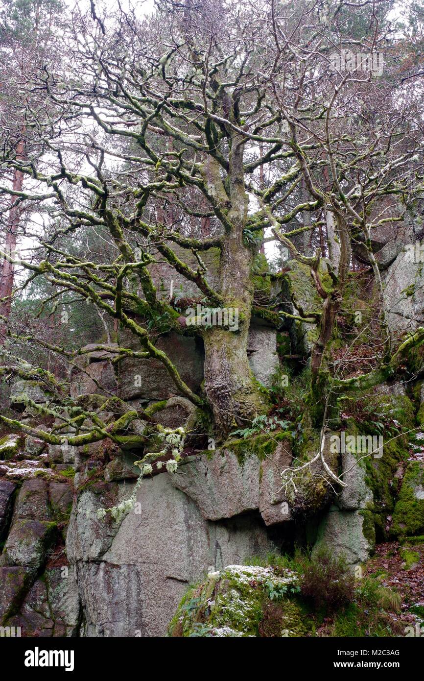 Arbre qui pousse depuis une falaise Banque de photographies et d’images ...