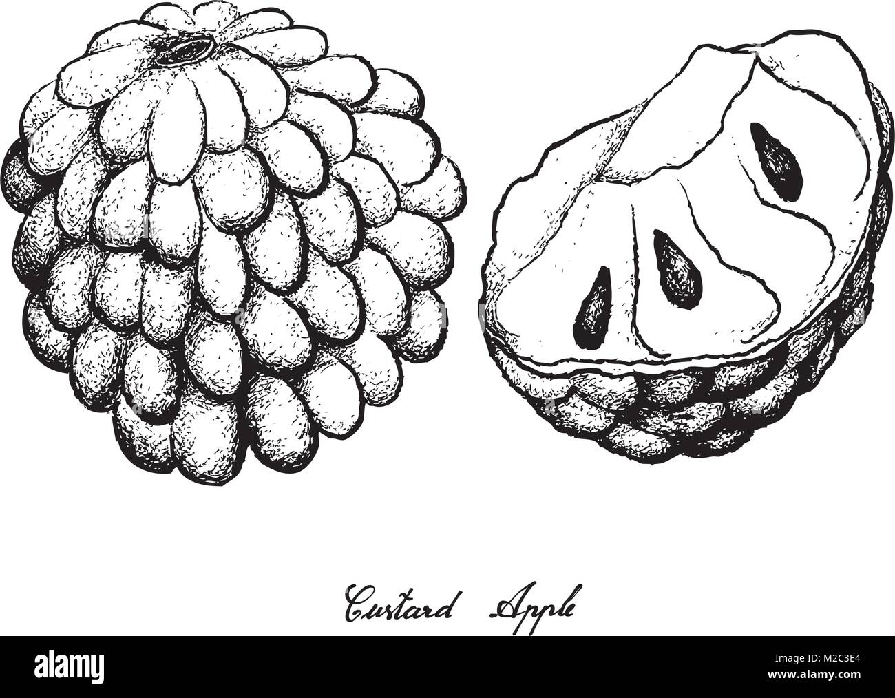 Fruits tropicaux, Illustration part Croquis de l'Anone et Annona ...