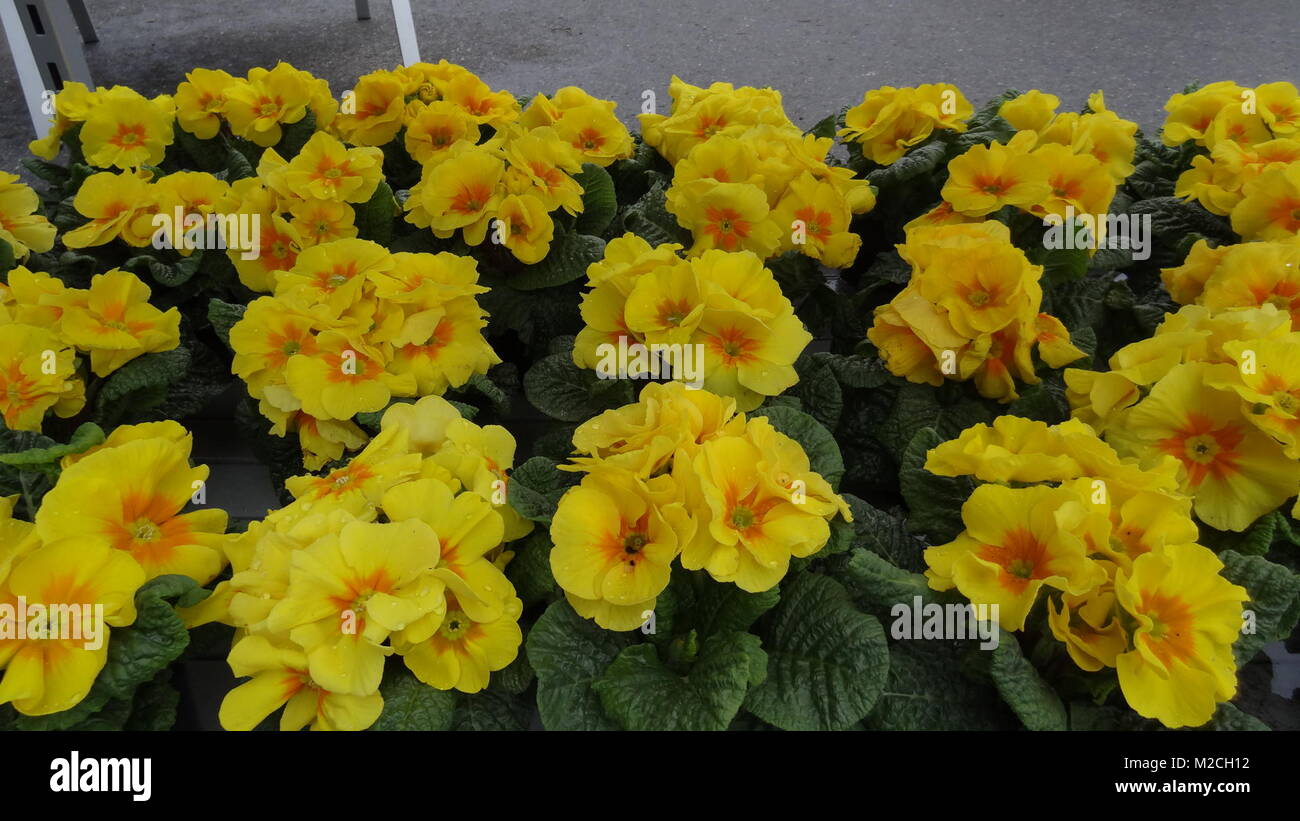 Primelchen Banque de photographies et d’images à haute résolution - Alamy