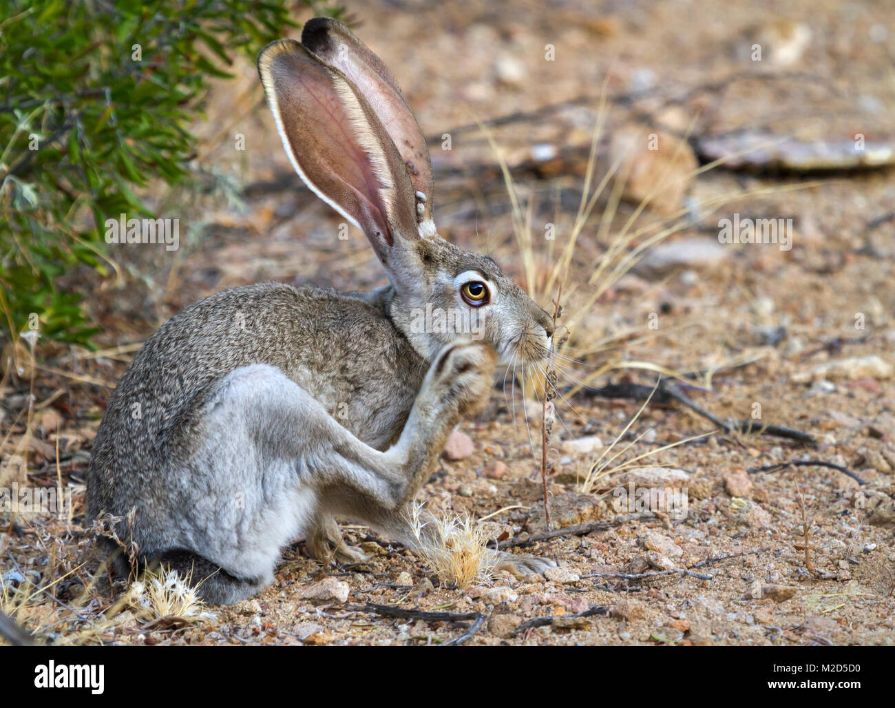Jackrabbit queue noire Banque de photographies et d’images à haute ...