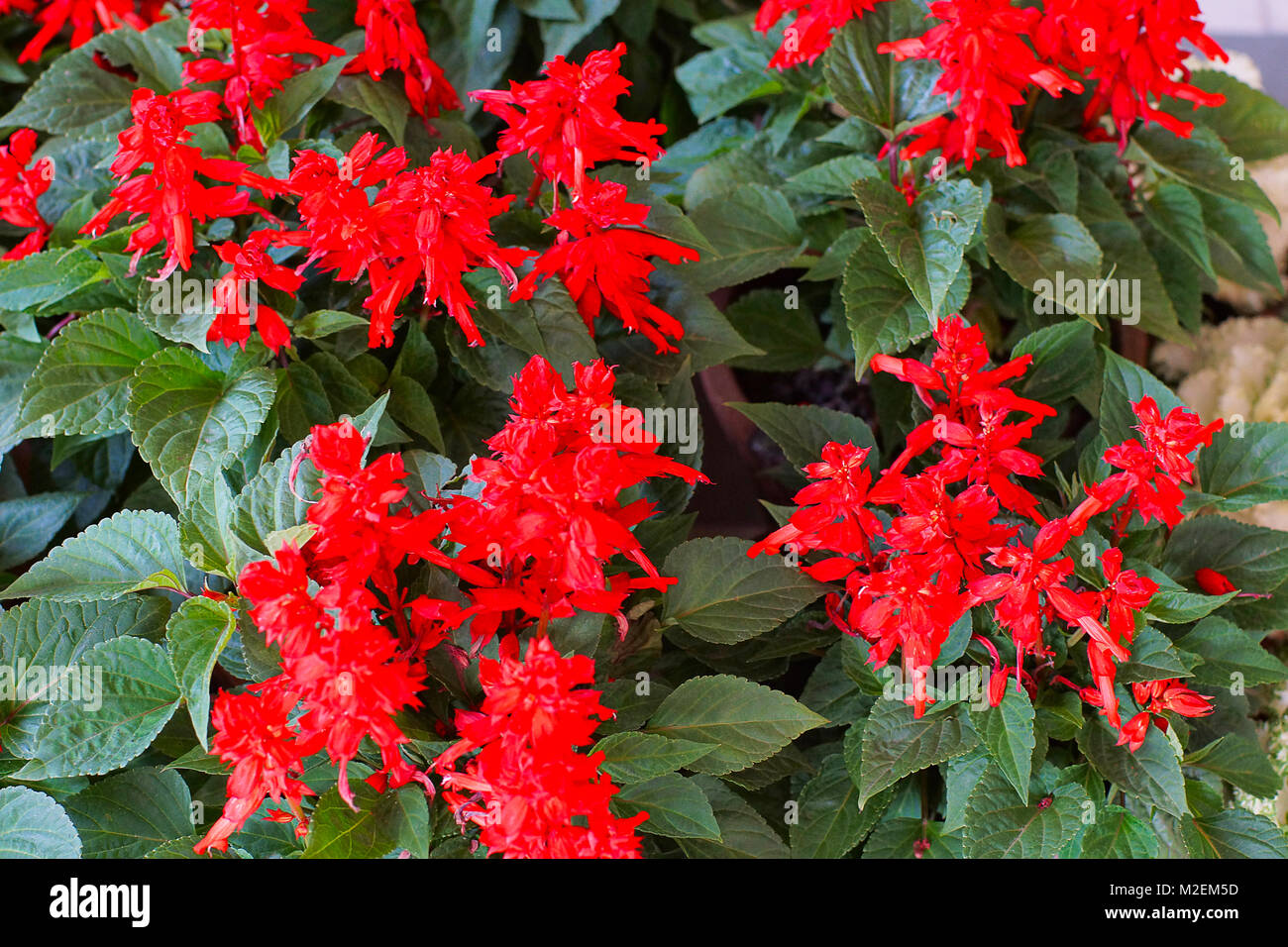 Cultivar rouge cascade Banque de photographies et d’images à haute ...