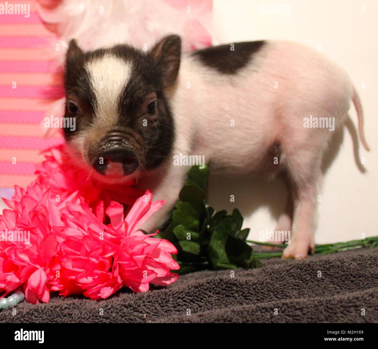 Bébé mini cochon Banque de photographies et d’images à haute résolution ...