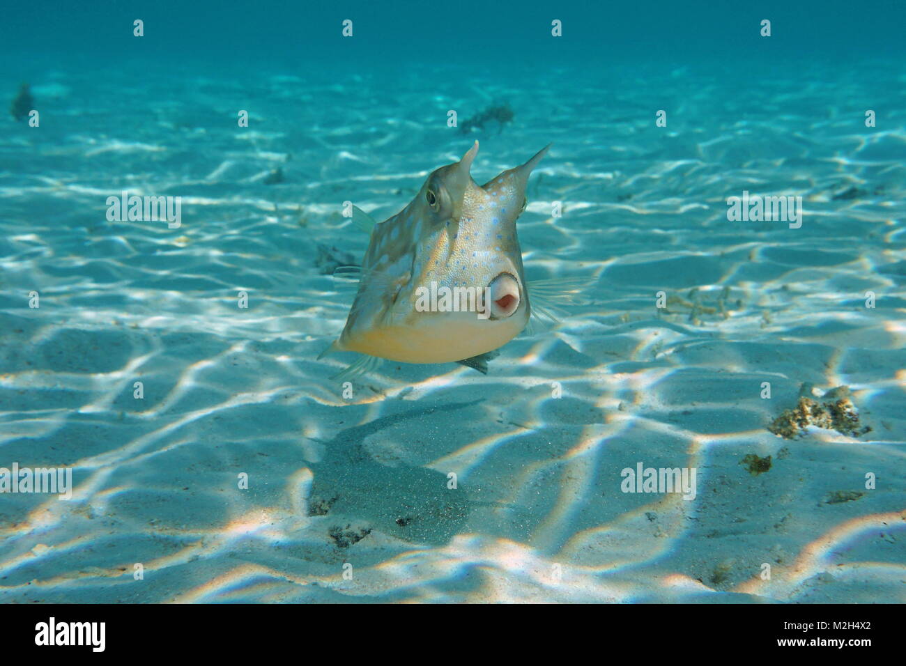 Des poissons étranges avec des cornes, un cowfish Lactoria cornuta ...