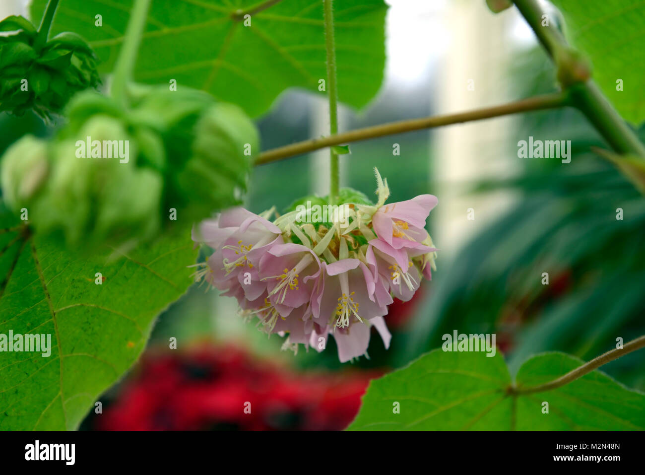 Dombeya mastersii dombeyas,rose,fleurs,fleurs,fleurs,offres,tropical ...