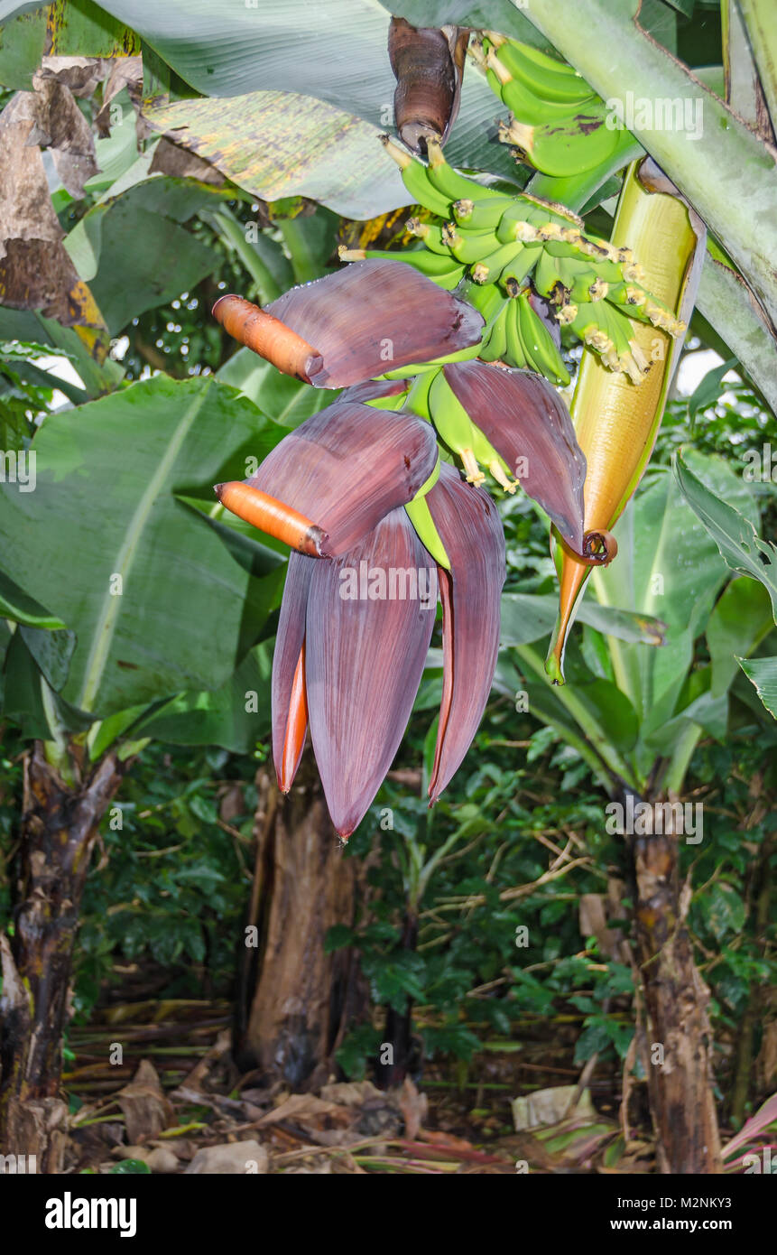Crayons et pédoncule dans un jardin d'une succession de café au Costa ...
