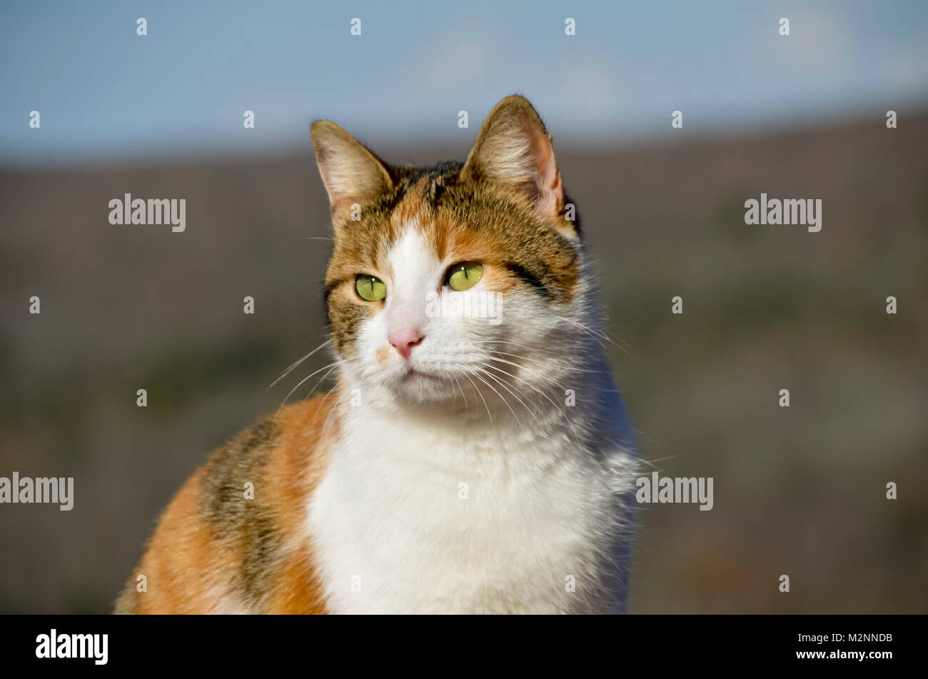 Chat multicolore Banque de photographies et d’images à haute résolution ...