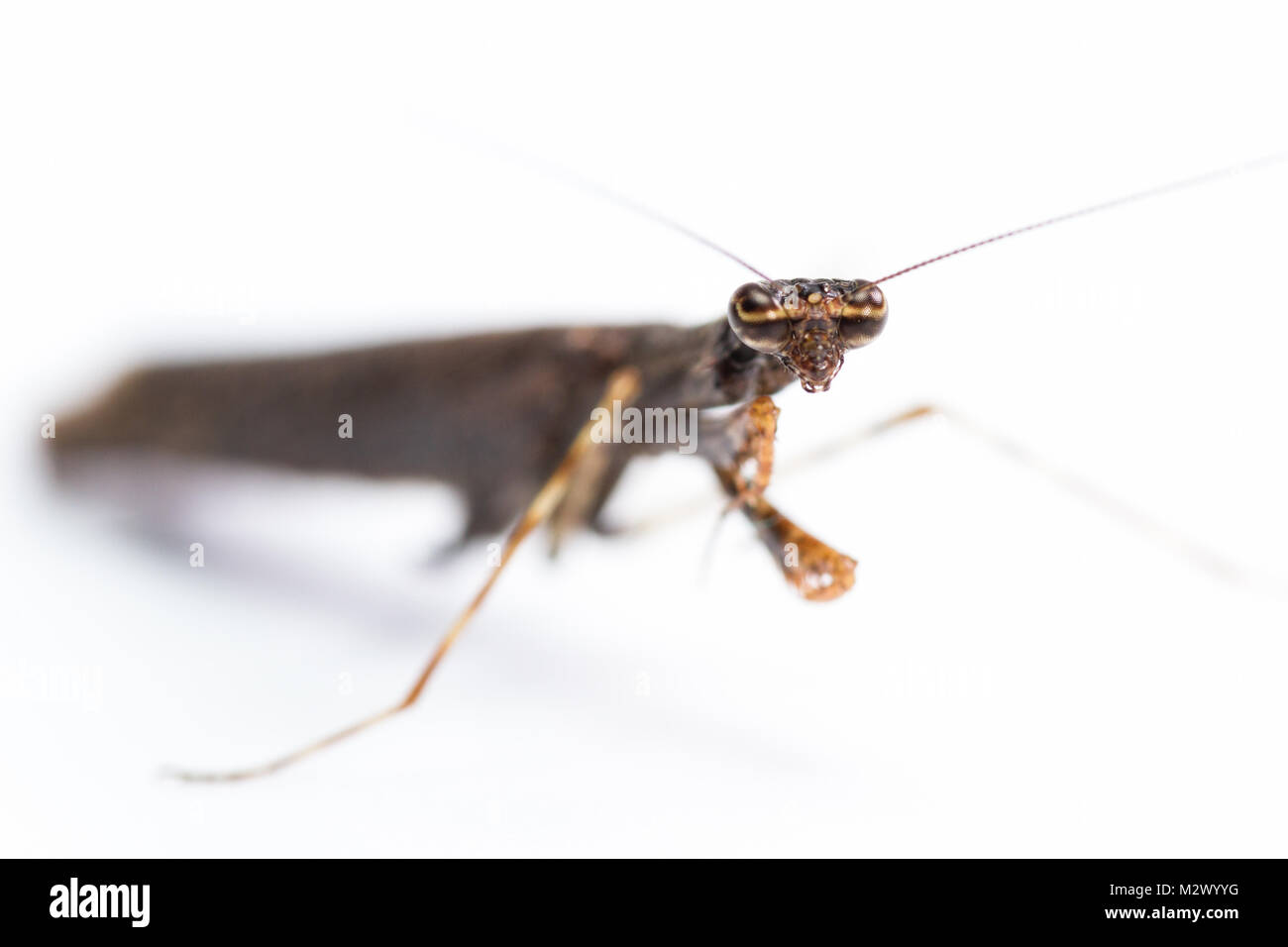 Insecte Volant Tropical Banque d'image et photos - Alamy