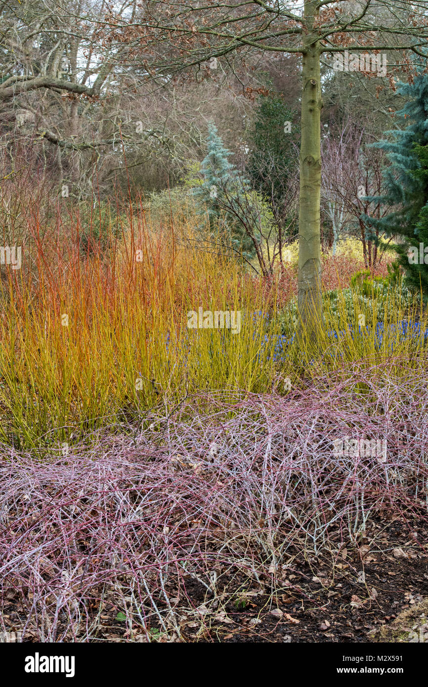 Cornus sericea flaviramea Banque de photographies et d’images à haute ...