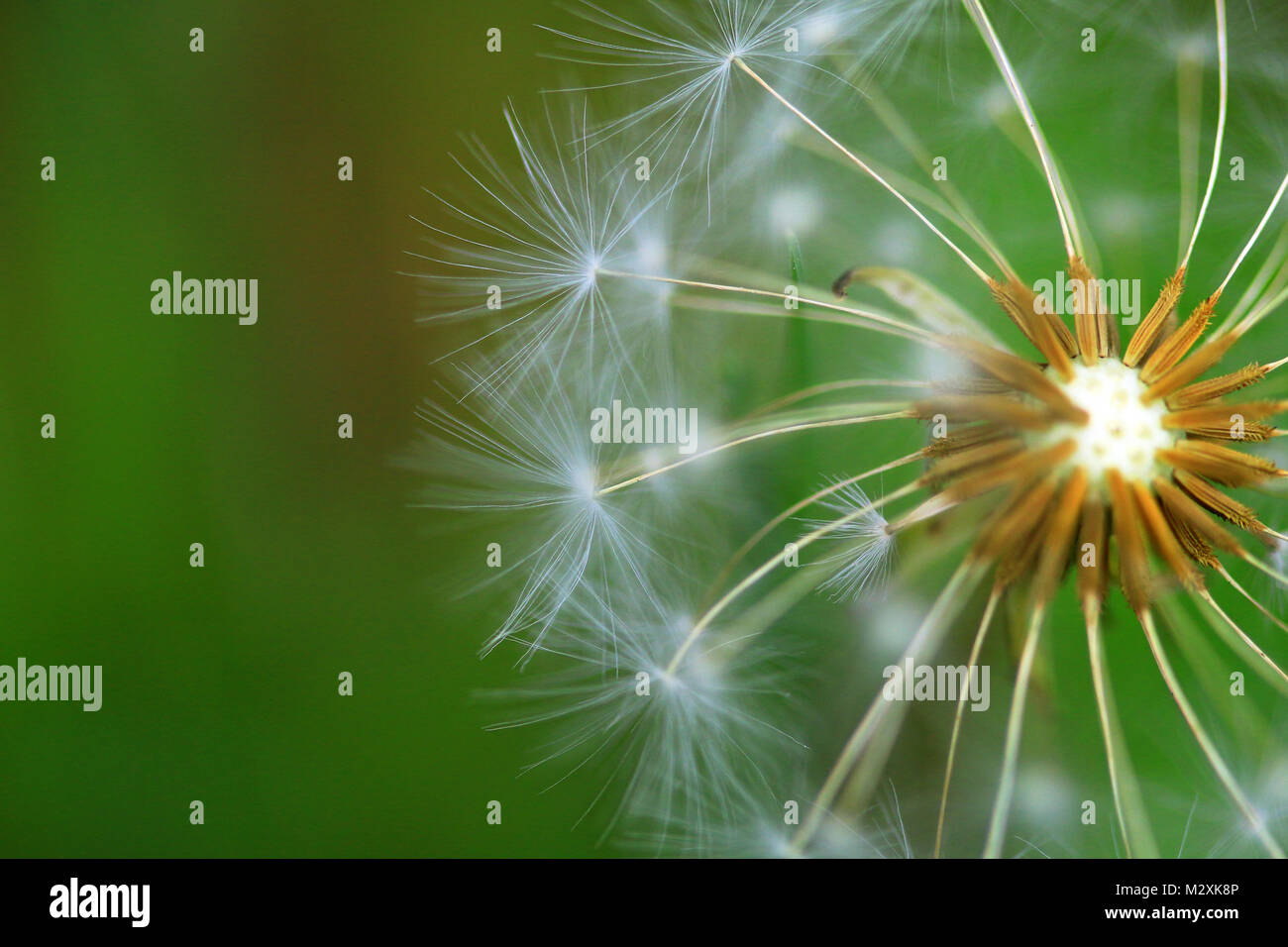 Pissenlit qui s'envole en hauteur Banque de photographies et d’images à ...