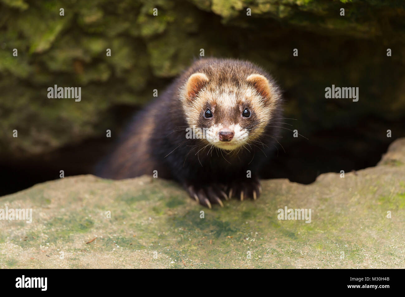 Polecat ferret Banque de photographies et d’images à haute résolution ...