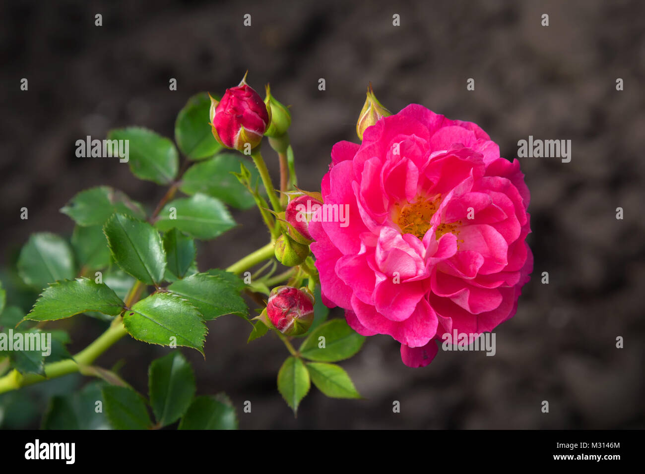 Une fleur rose Banque de photographies et d’images à haute résolution ...