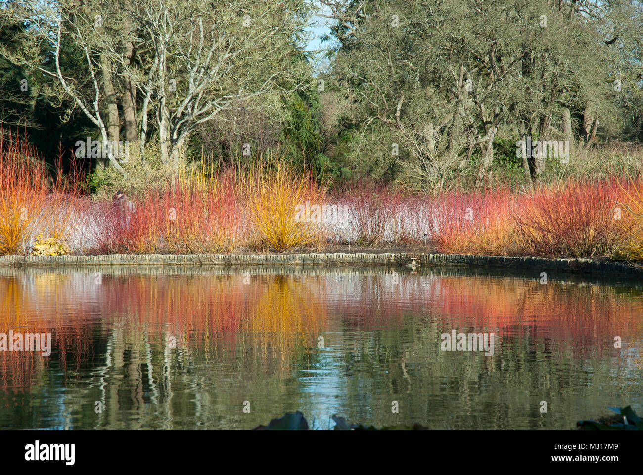 Cornouiller mixte vives/ Willow. Cornus sanginea 'Midwinter fire ...