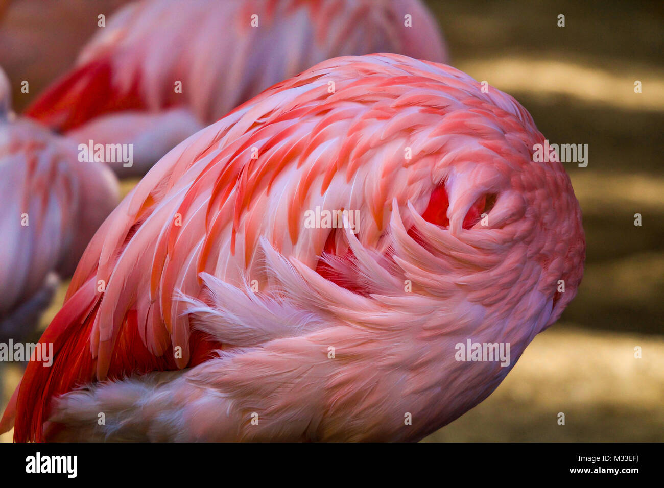 Flamant rose endormi Banque de photographies et d’images à haute ...