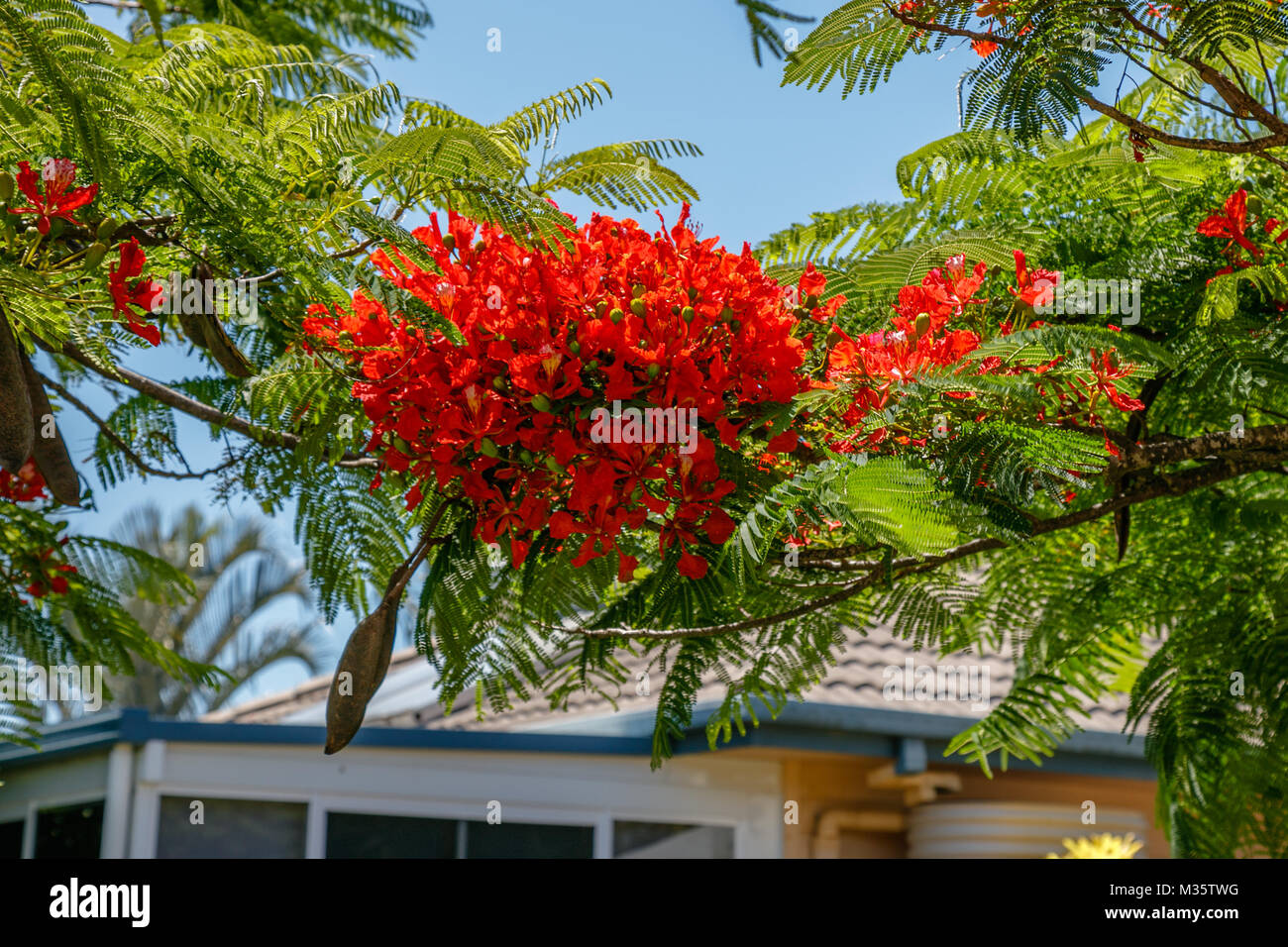 Arbre Flamboyant en fleurs ou Delonix regia. Queensland, Australie ...