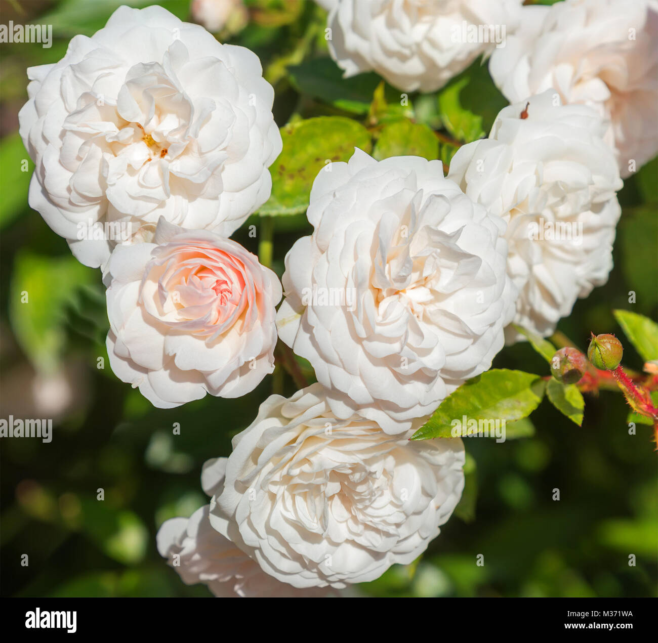 Plante fleurie rose Banque de photographies et d’images à haute ...